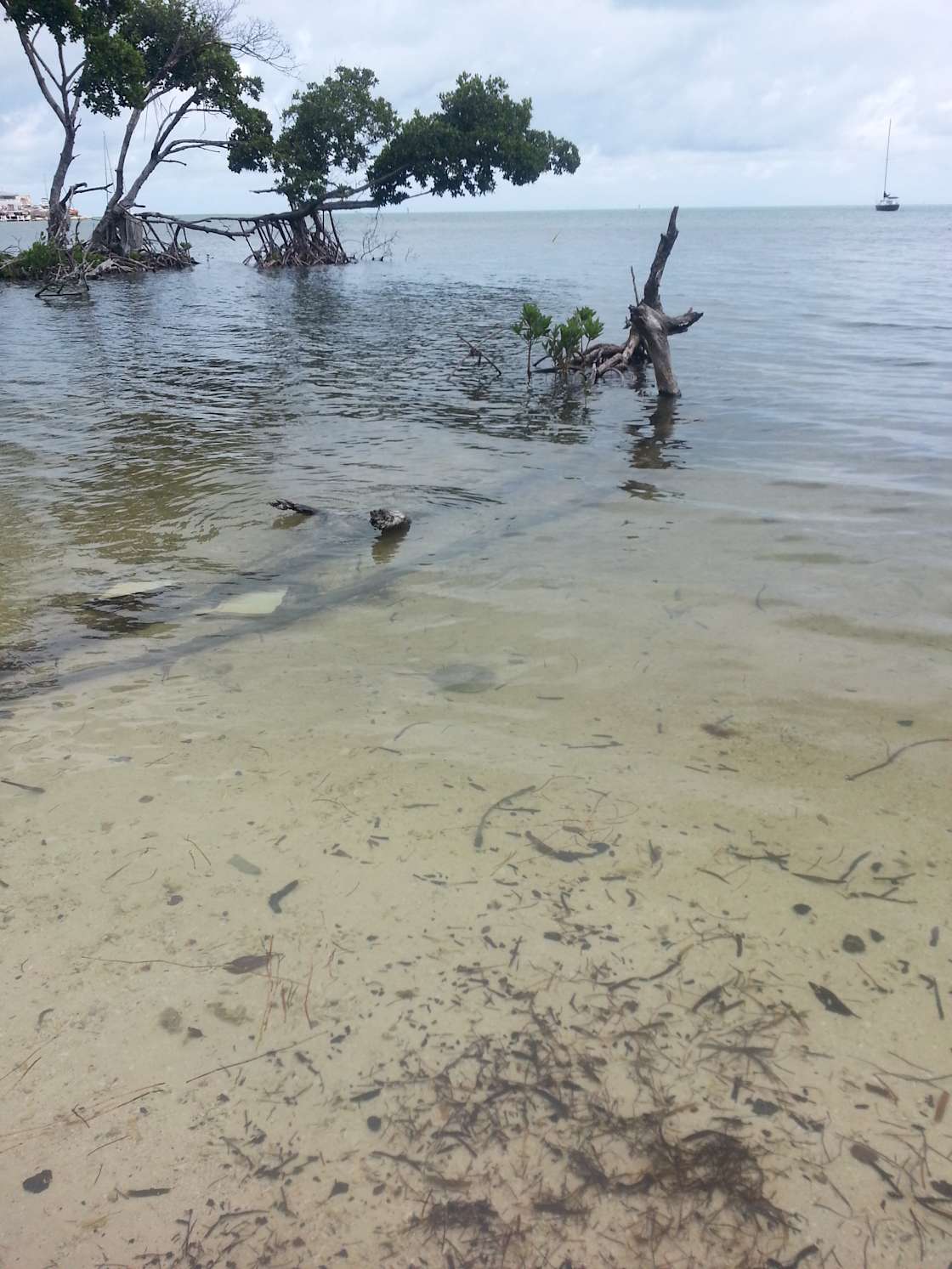 Cow Key - Hipcamp in Key West, Florida