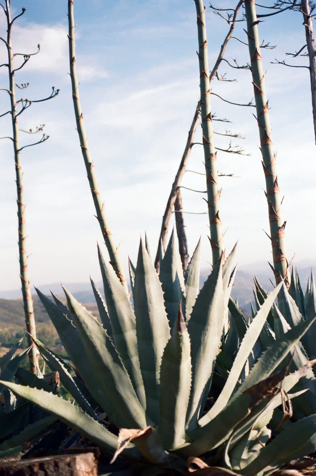Enchanting Blueberry Farm - Hipcamp in Fallbrook, California