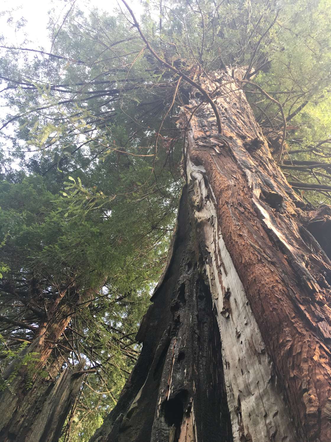 Mitchell Grove, Redwoods/Apples - Hipcamp in Eureka, California