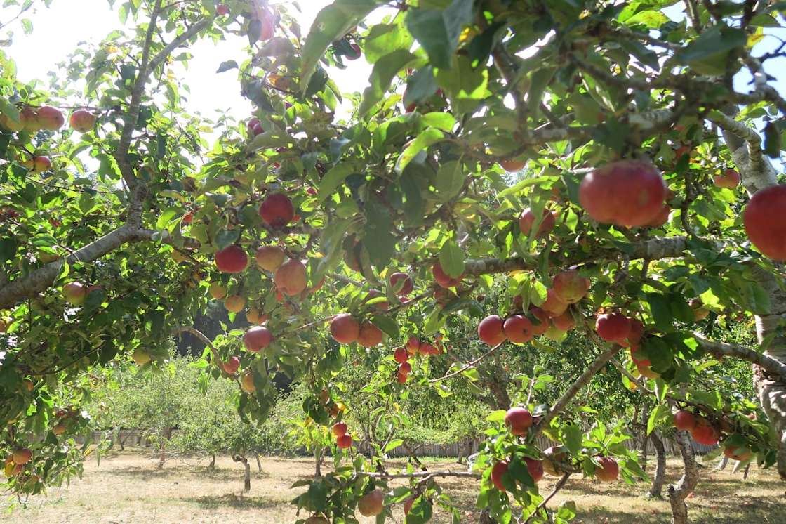 Mitchell Grove, Redwoods/Apples - Hipcamp in Eureka, California