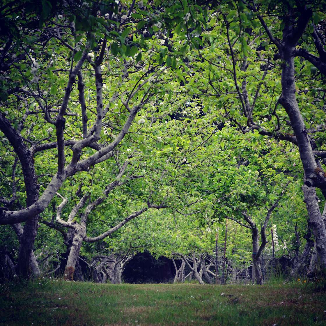 Mitchell Grove, Redwoods/Apples - Hipcamp in Eureka, California