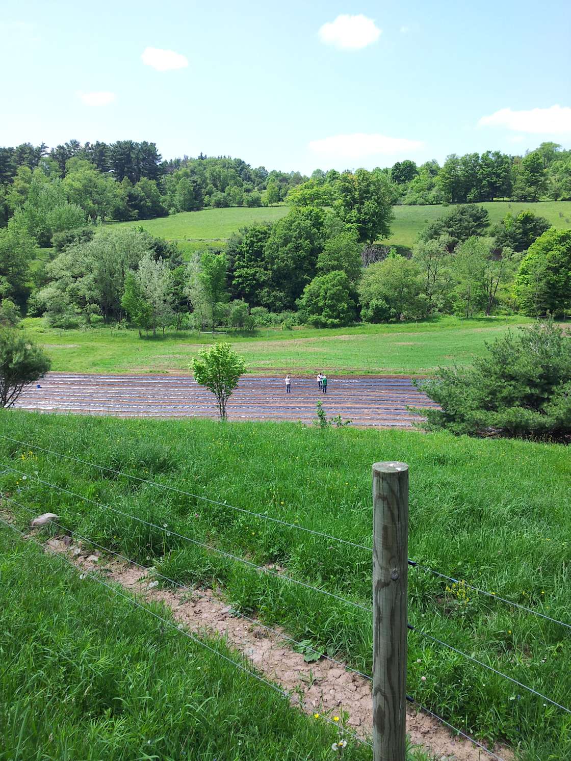 Greenane Farms - Hipcamp in Meridale, New York