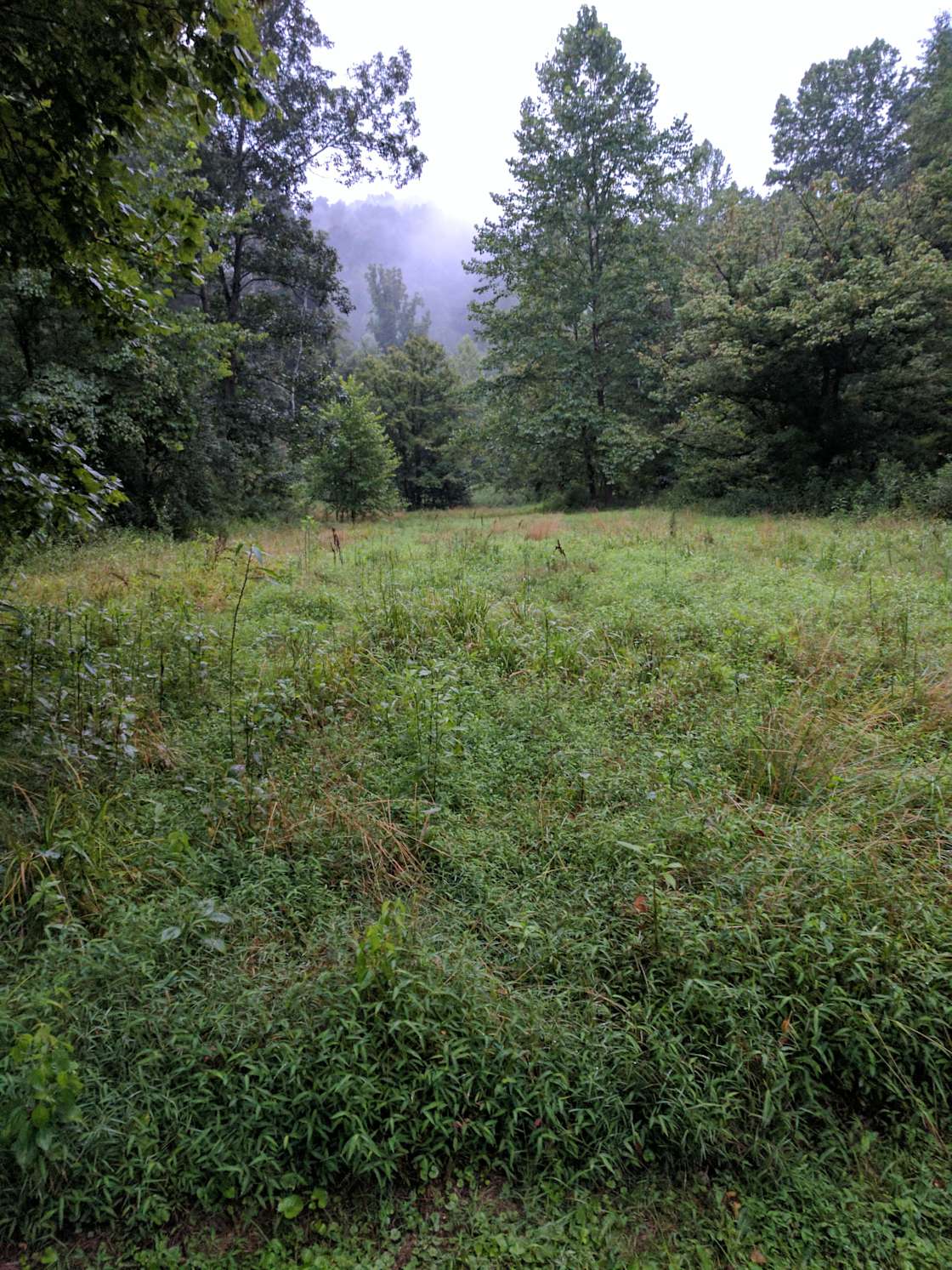 250 Acres Remote Forest - Hipcamp in Creston, West Virginia