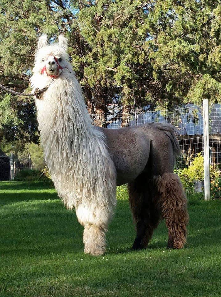 Mystic Llama Farm - Hipcamp in Jefferson, Oregon
