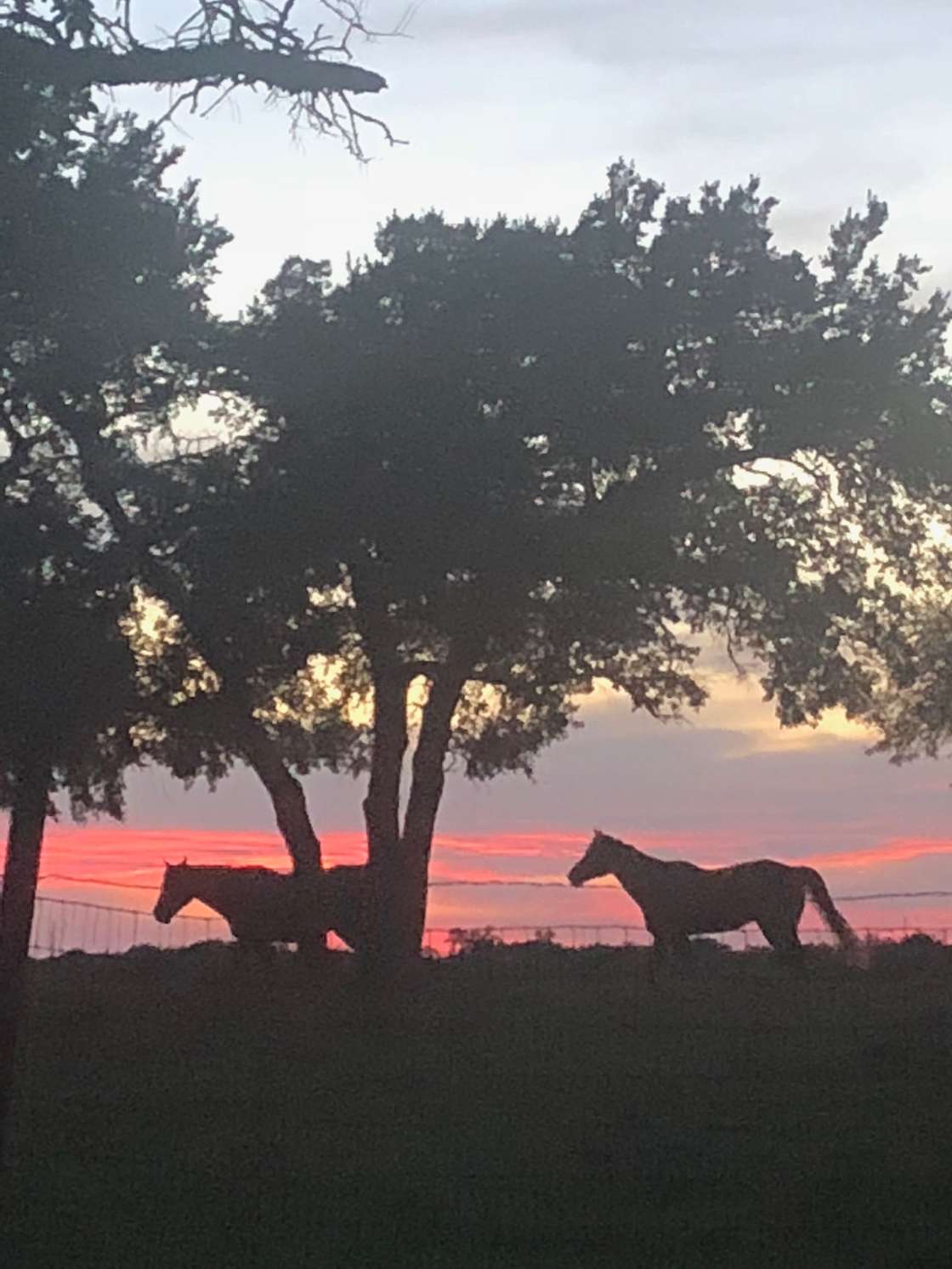 Little Red Hen Ranch - Hipcamp in Sanctuary, Texas