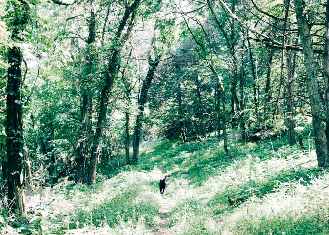 Quarter Spring Farm - Hipcamp in Liberty, Tennessee