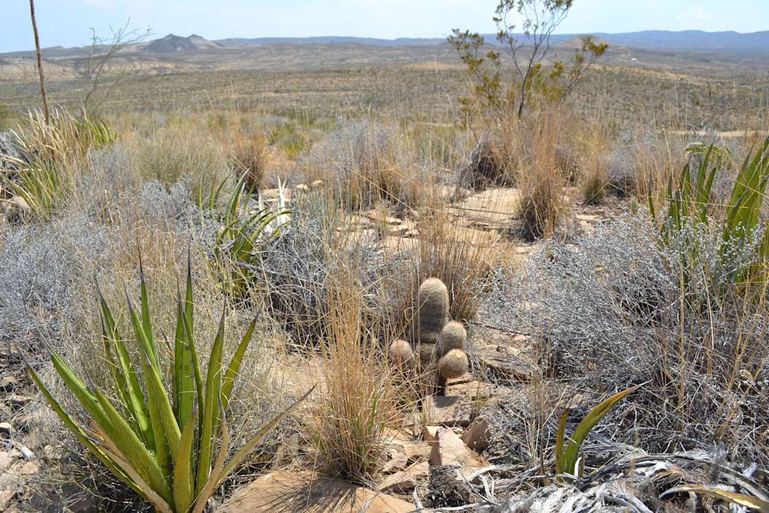 Ocotillo Ridge - Hipcamp in Study Butte, Texas