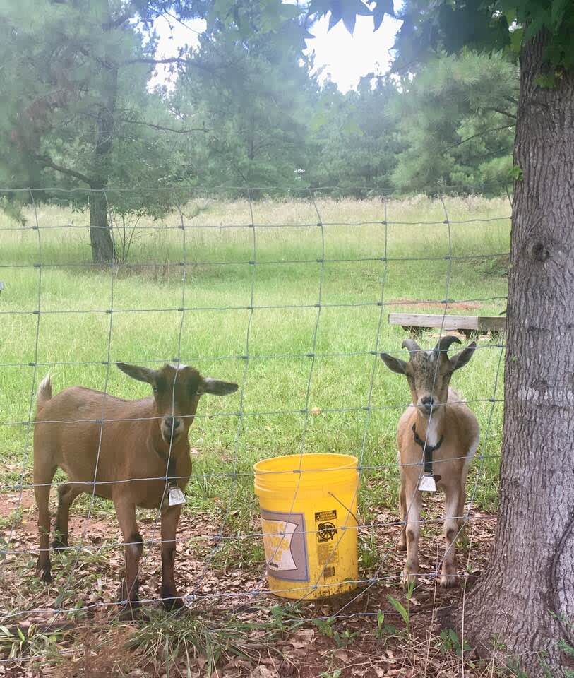 Goat Camp - Hipcamp in Jackson, Georgia