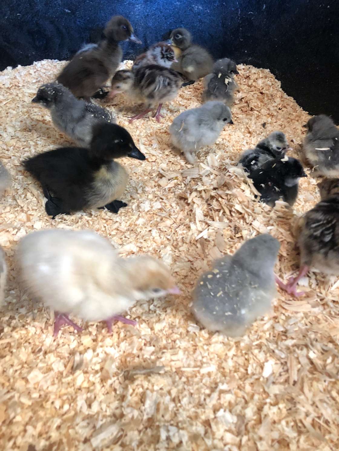 Little Red Hen Ranch - Hipcamp in Sanctuary, Texas