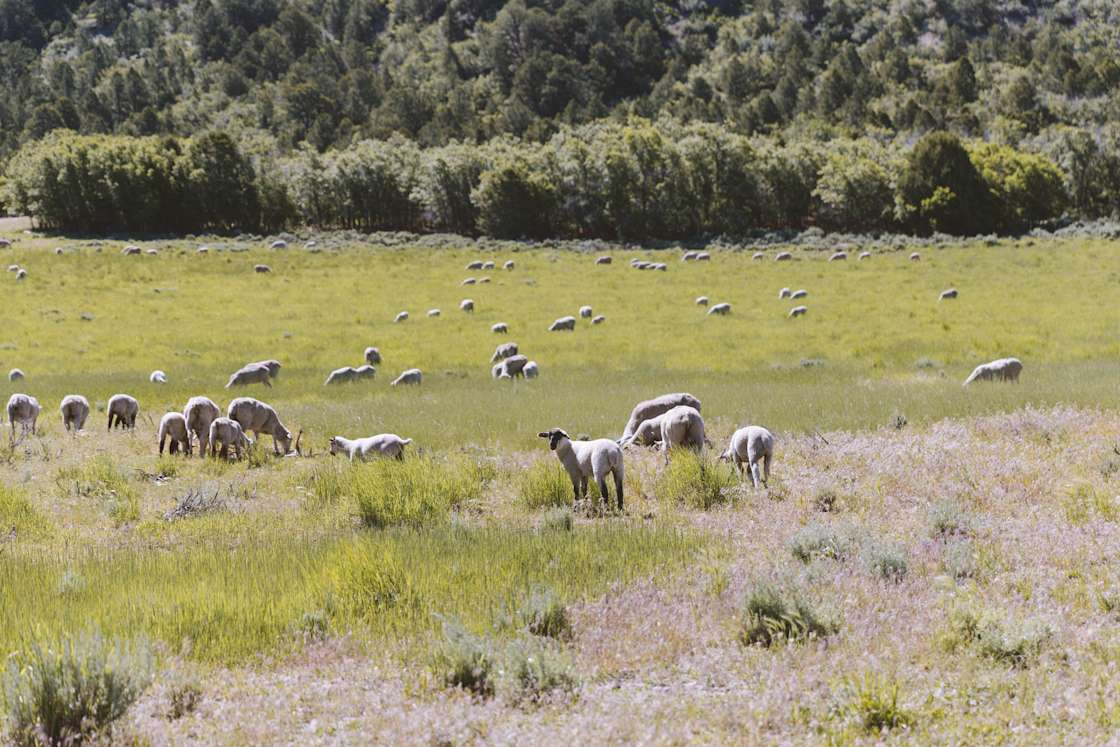 Zion Backcountry Sheep Camps - Hipcamp in Orderville, Utah