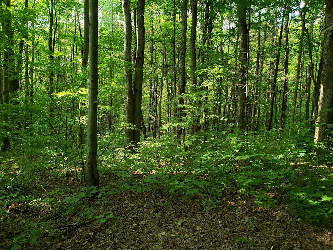 Fort Danby - Hipcamp in Spencer, New York