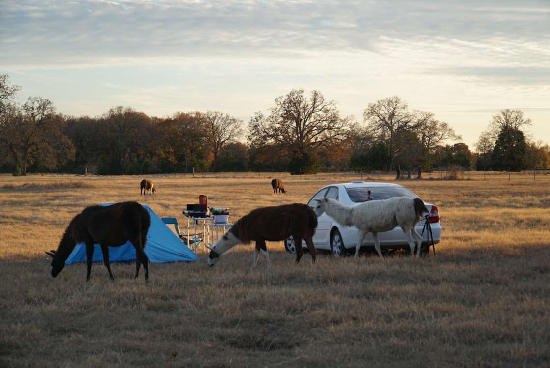 Llama Land Ranch - Hipcamp in Tool, Texas