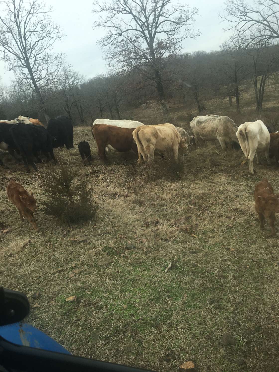 Boyd Farm - Hipcamp in Ratcliff, Arkansas