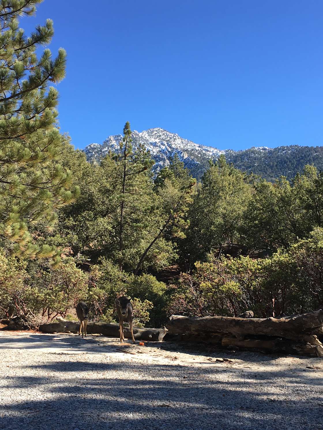 Idyllwild Camping Adventure - Hipcamp in Idyllwild Pine Cove, California