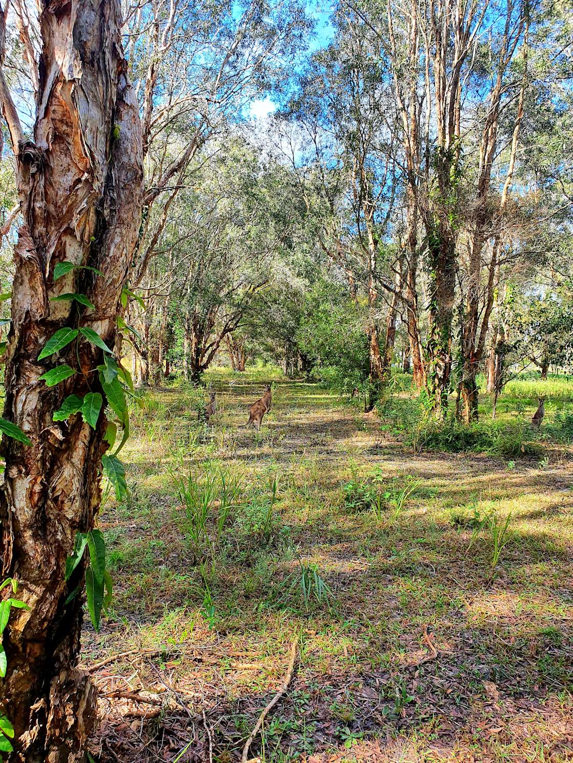 Cooroibah Magic - Hipcamp in Cooroibah, Queensland