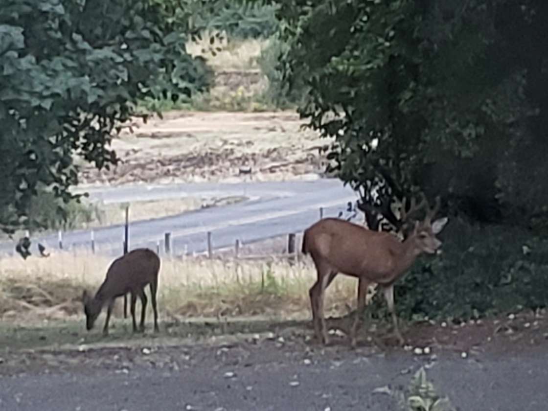 Quail Hill Farm - Hipcamp in Scio, Oregon