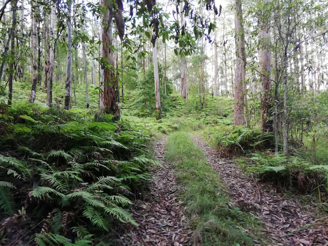 Imago Forest - Float in Clouds - Hipcamp in Carrowbrook, New South Wales