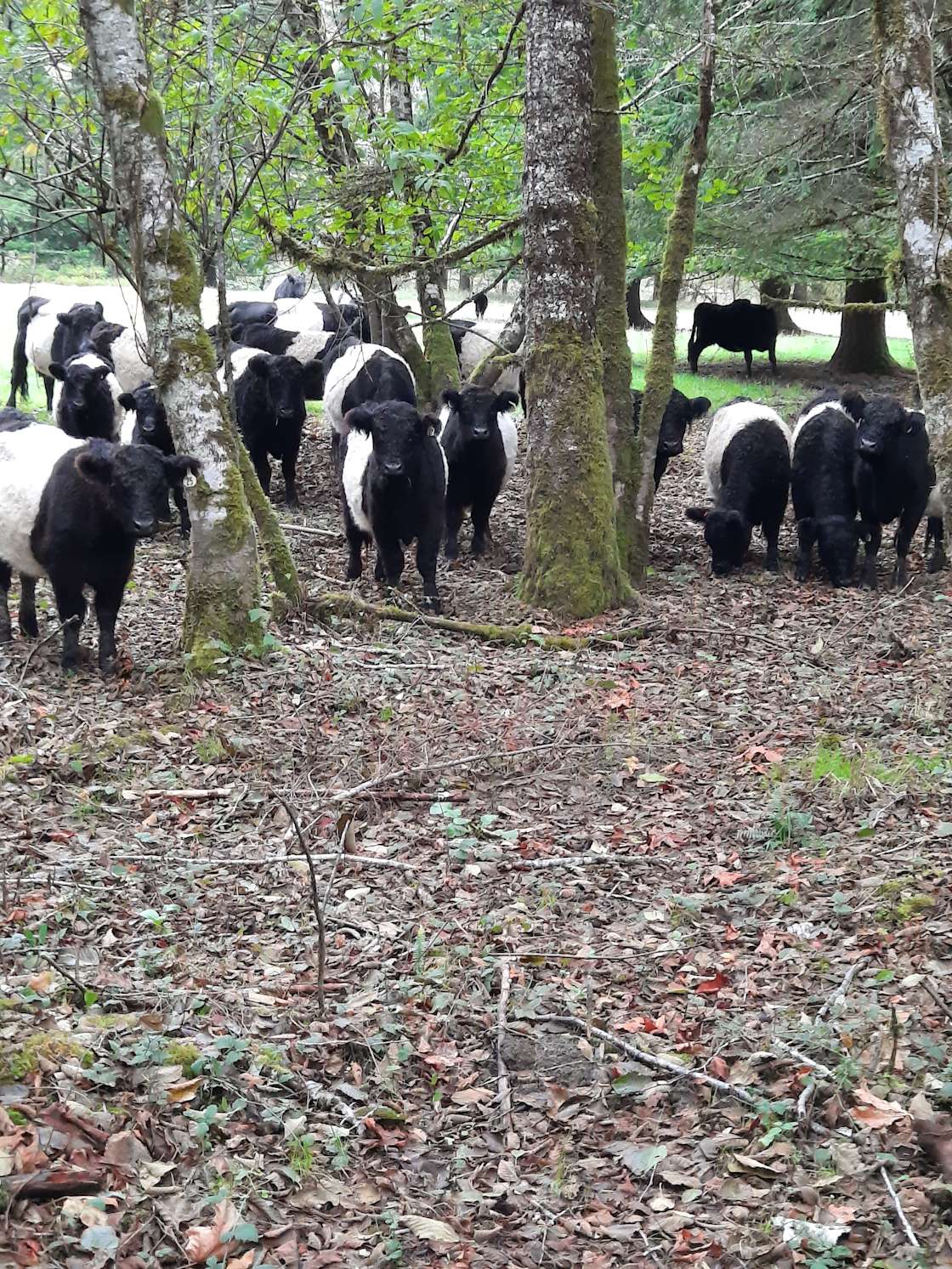 Beyond the Bridge - Hipcamp in Eddyville, Oregon