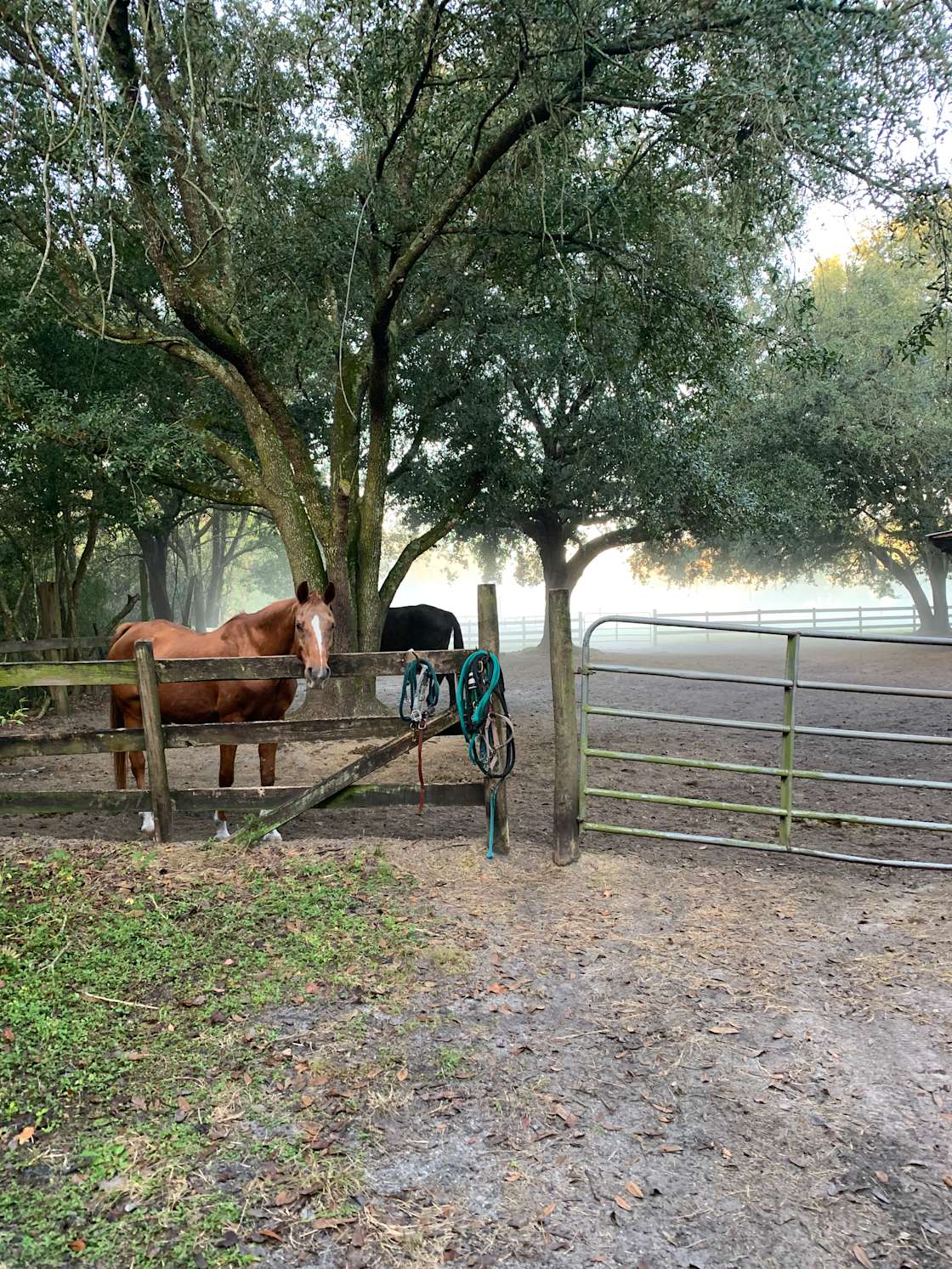 Wooded areas in a horse pasture - Hipcamp in St. Augustine, Florida