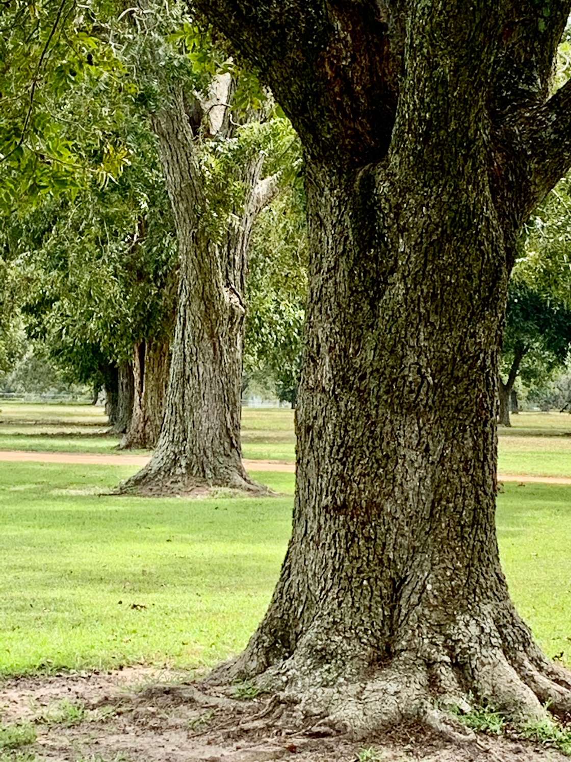 Pecan Orchard - Hipcamp in Glennville, Georgia