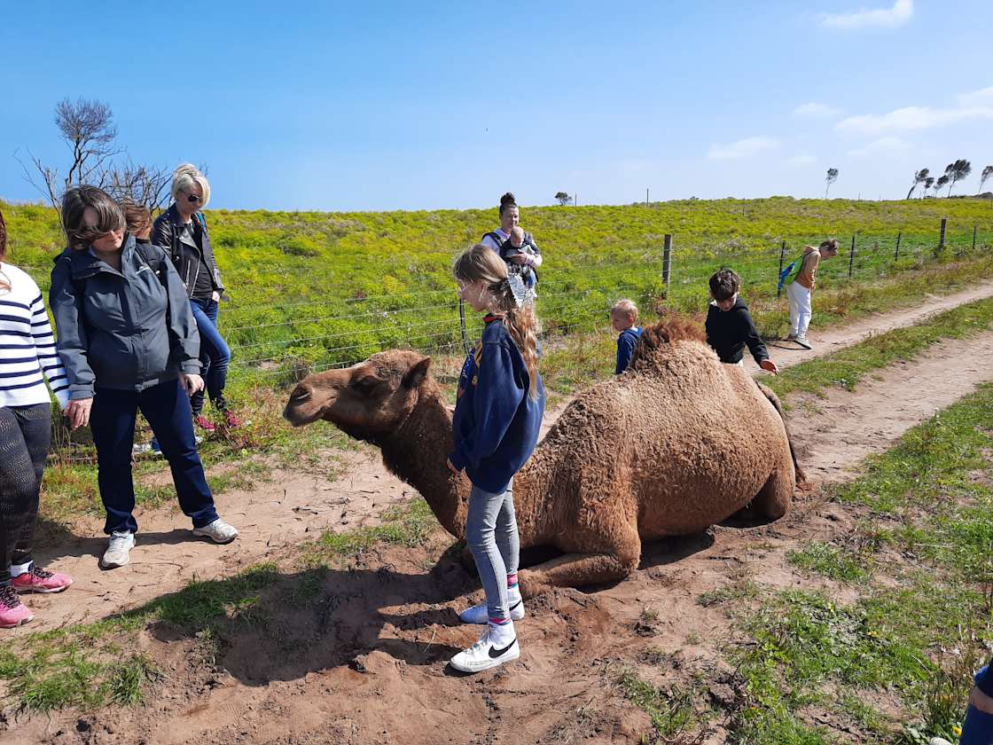 Robe Camel Farm - Self Contained Campers Only - Hipcamp in Mount Benson ...