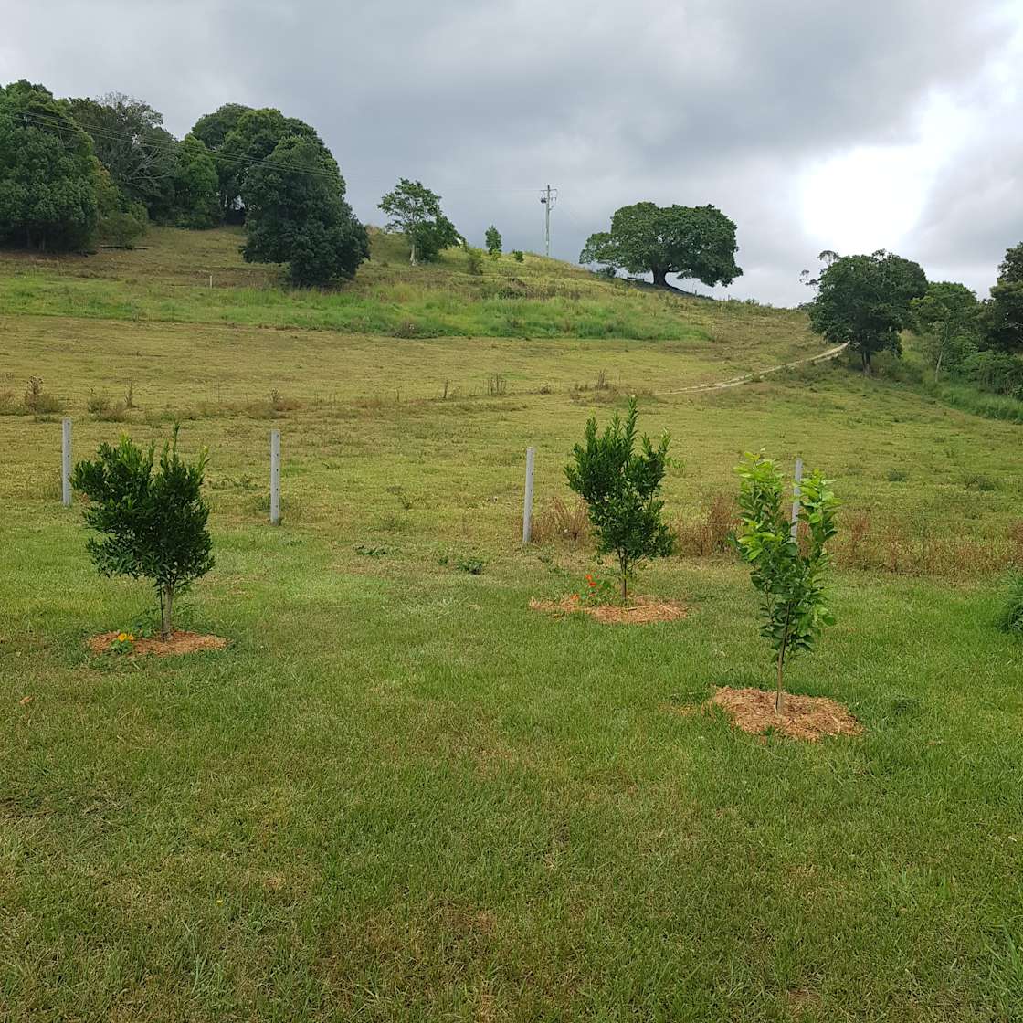 Tweed Valley Farmhouse Cheeses - Hipcamp in Burringbar, New South Wales