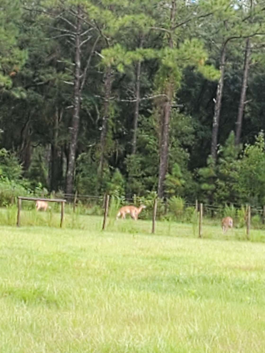 Wooded secluded working farm ranch - Hipcamp in Groveland, Florida