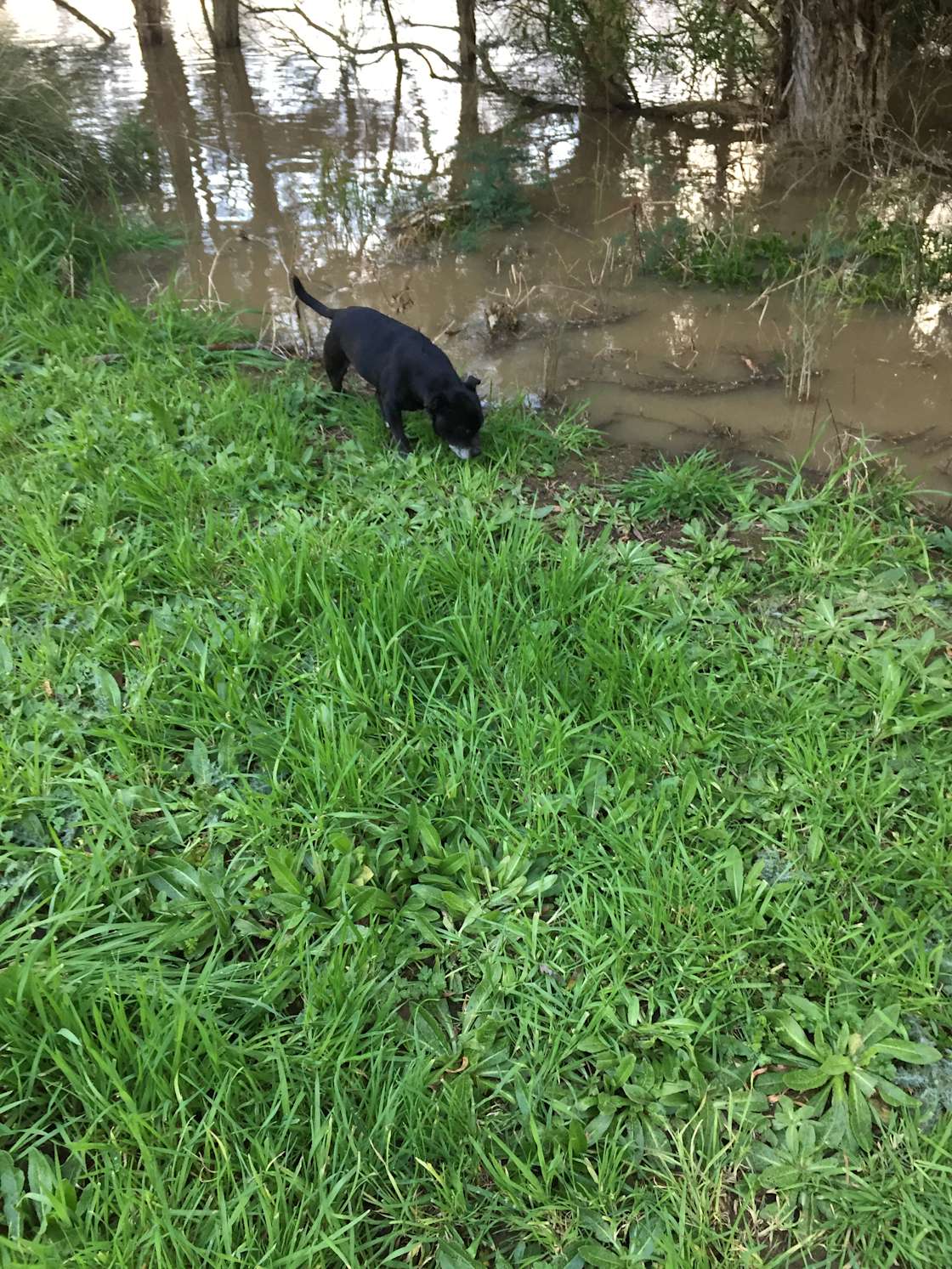 Kingfisher by The Tarwin River - Hipcamp in Leongatha, Victoria