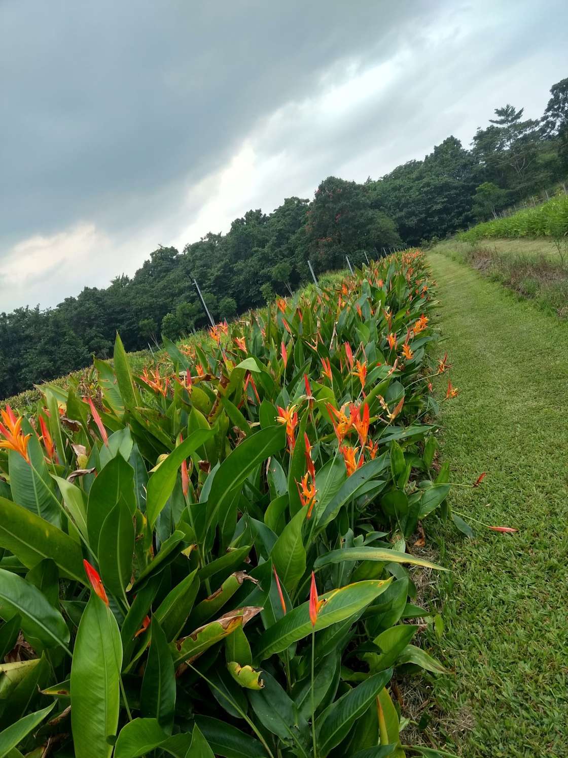 Fnq blooms - Hipcamp in Bartle Frere, Queensland