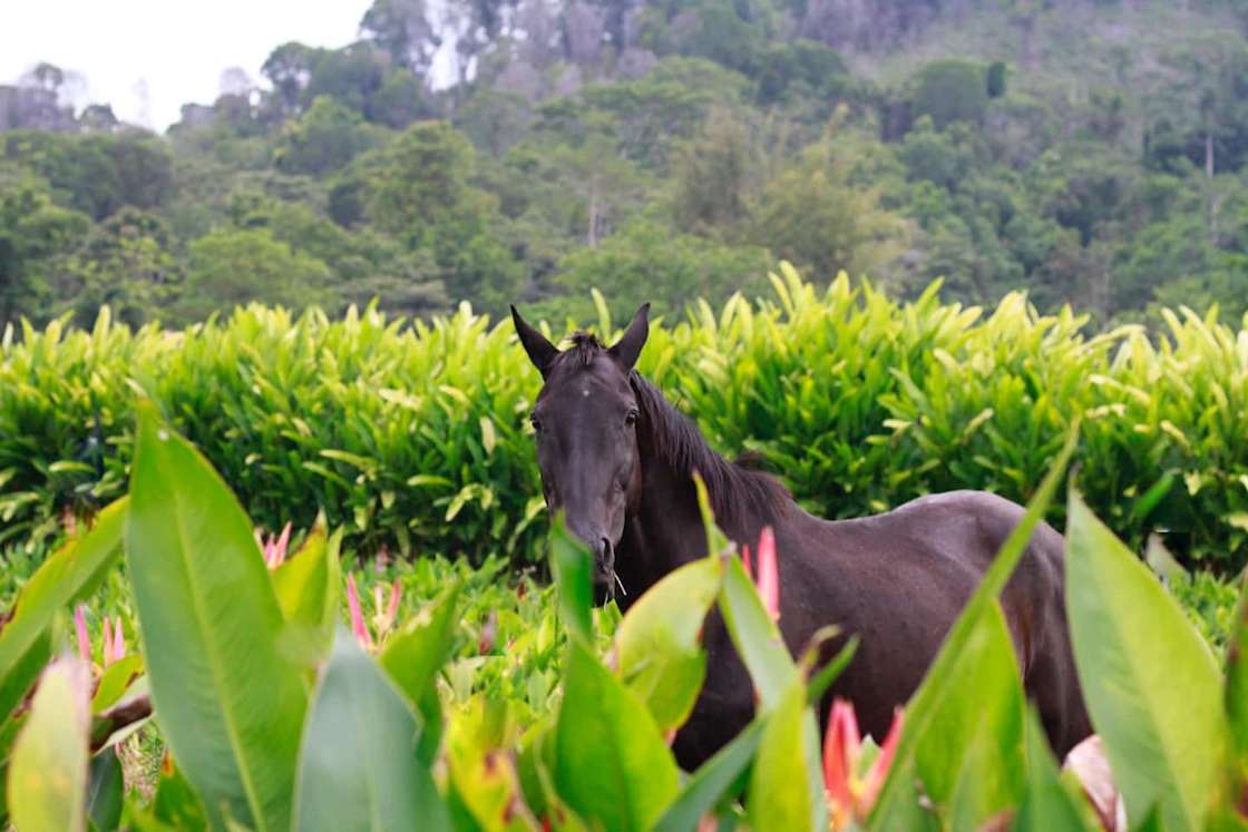 Fnq blooms - Hipcamp in Bartle Frere, Queensland