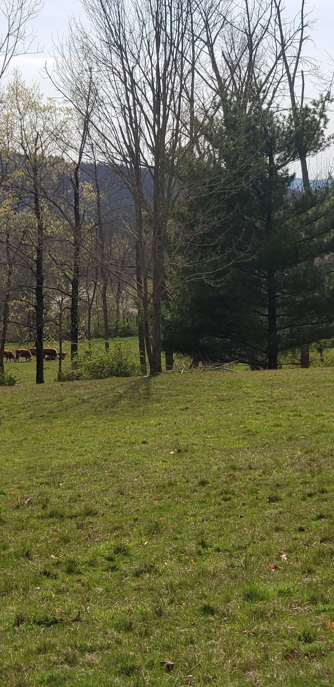 Farm with open fields and gardens - Hipcamp in Vestal, New York