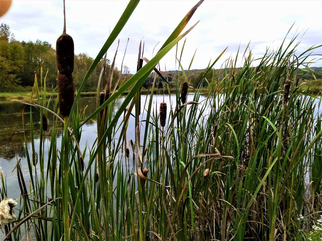 Hanging Bog Big Bass Serenity Camp - Hipcamp in Caneadea, New York