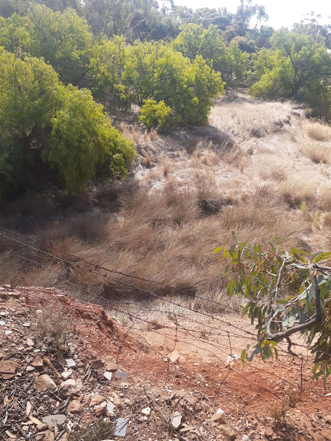 Historic Dutton Camp - Hipcamp in Dutton, South Australia