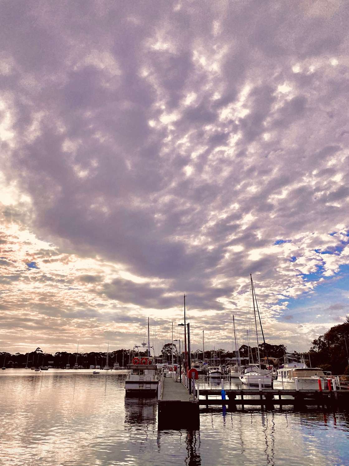 Koala Island Paradise - Hipcamp in Raymond Island, Victoria