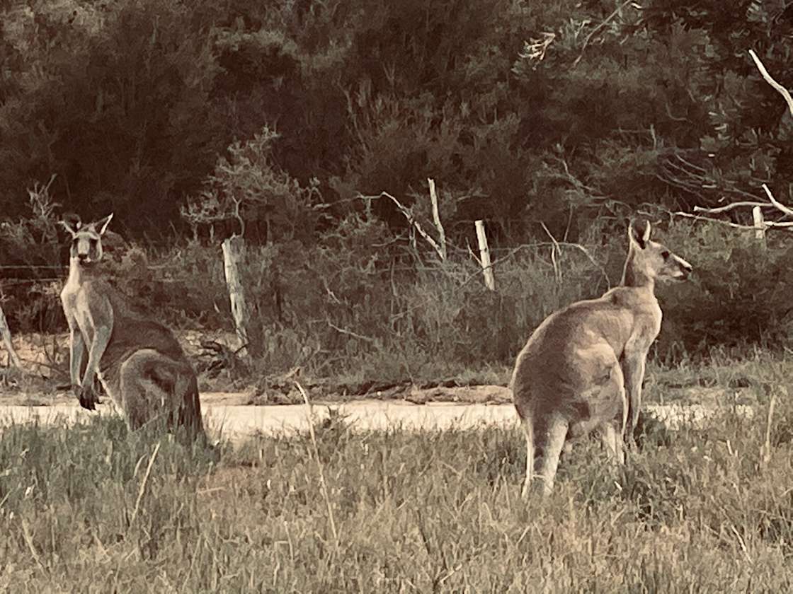 Koala Island Paradise - Hipcamp in Raymond Island, Victoria