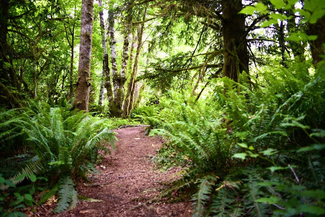 Camp Keyser Forest Camp - Hipcamp in Swede Heaven, Washington