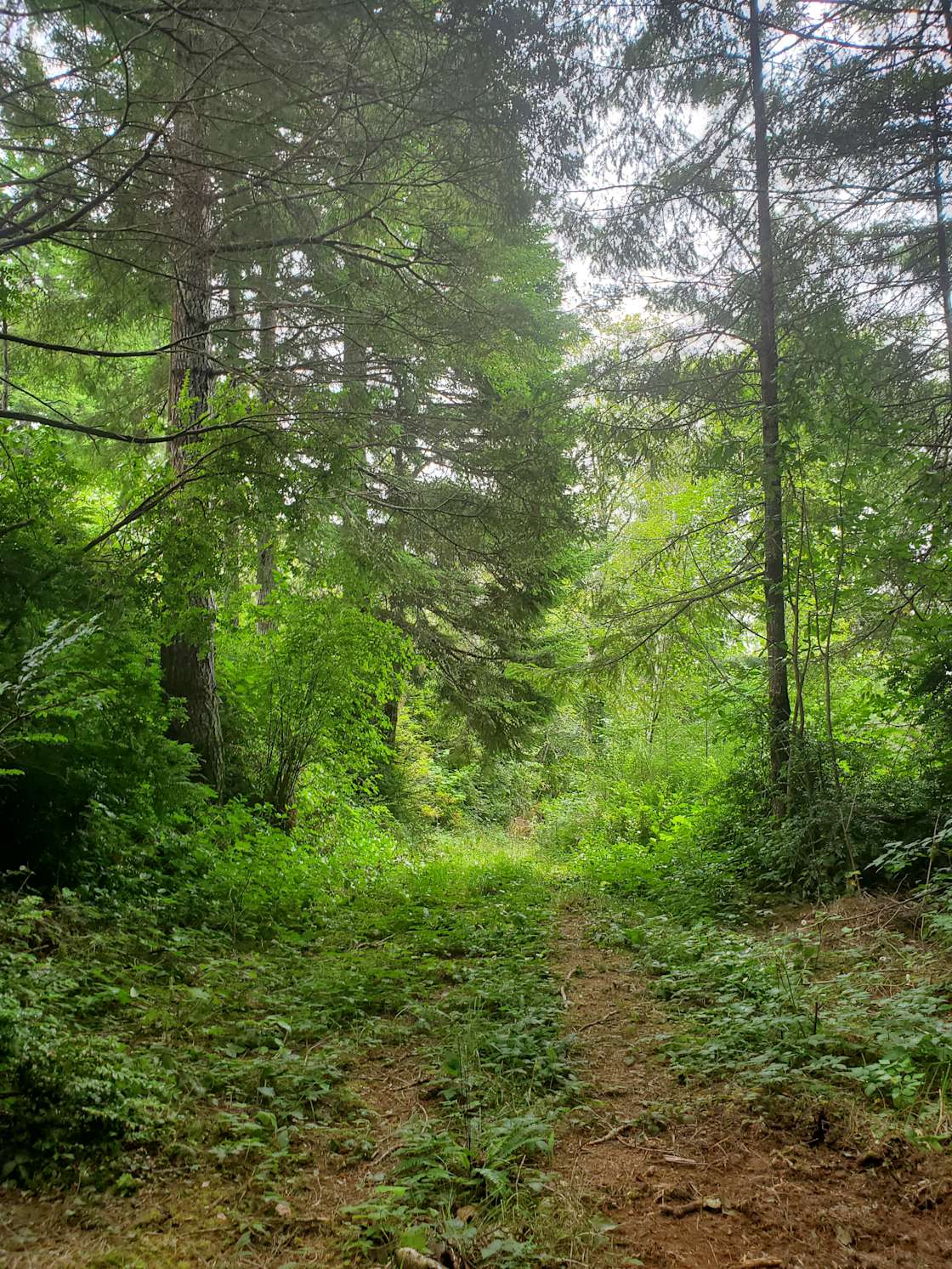 Cox Family Farm - Hipcamp in Coos Bay, Oregon