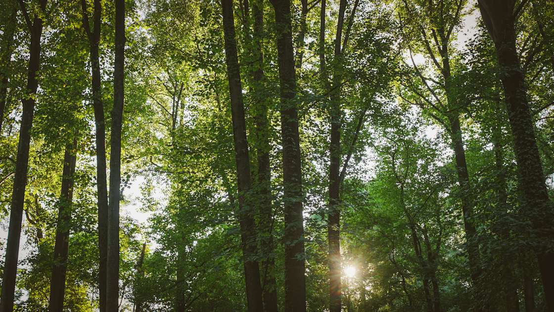 Peaceful woods - Hipcamp in Potomac, Maryland