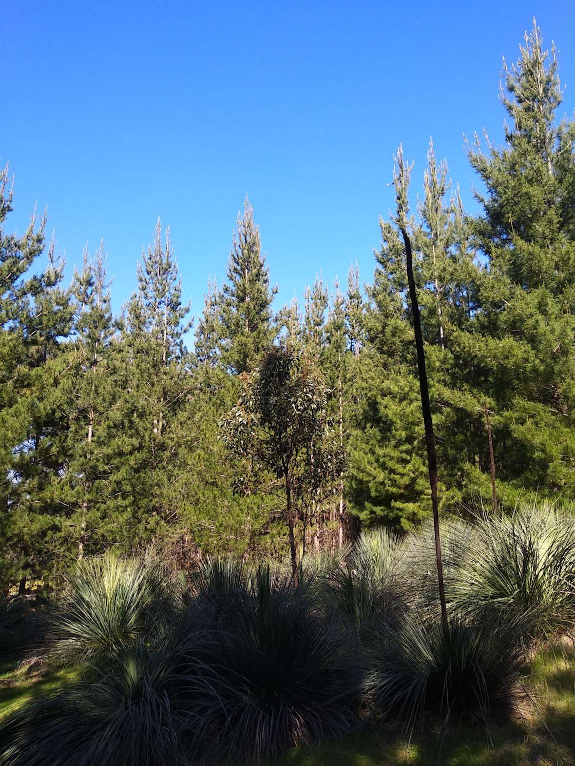 Kuitpo Forest Retreat - Hipcamp in Kuitpo, South Australia