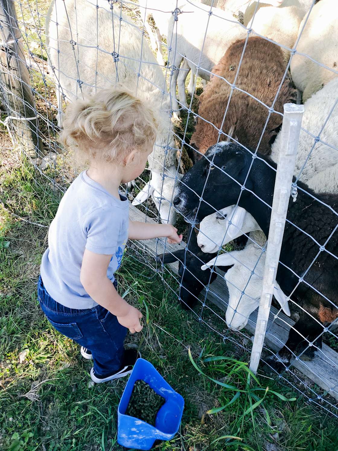 Heavenly Acres Sheep Farm - Hipcamp in Kyle, Texas
