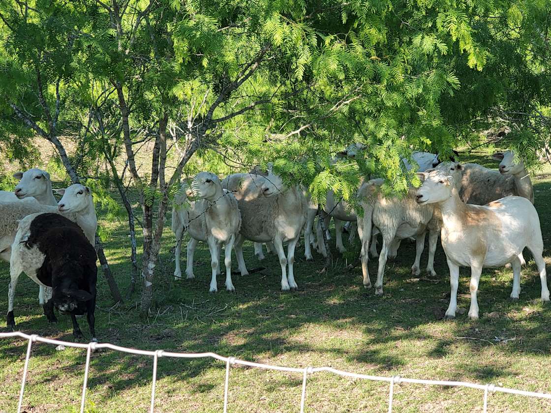 Heavenly Acres Sheep Farm - Hipcamp in Kyle, Texas