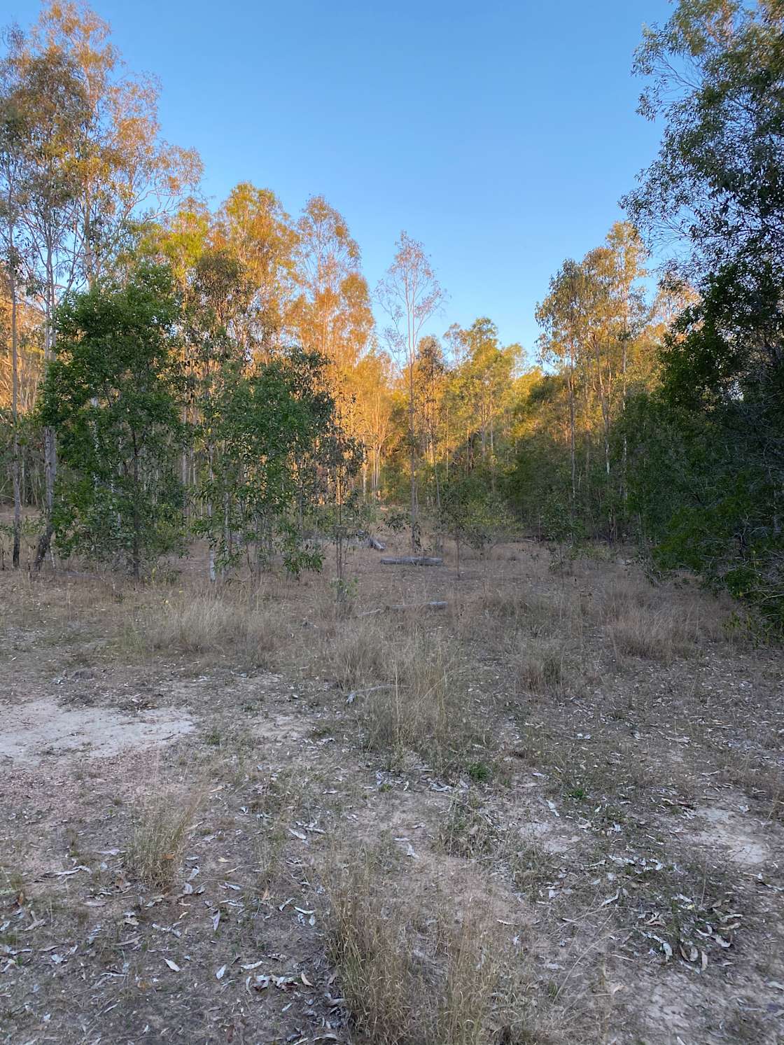Echo Tree - Hipcamp in Glen Echo, Queensland