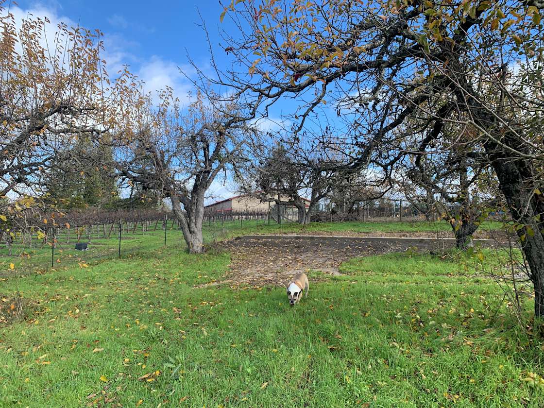 RV @ Spoiled Rotten Ranch - Hipcamp in Sebastopol, California