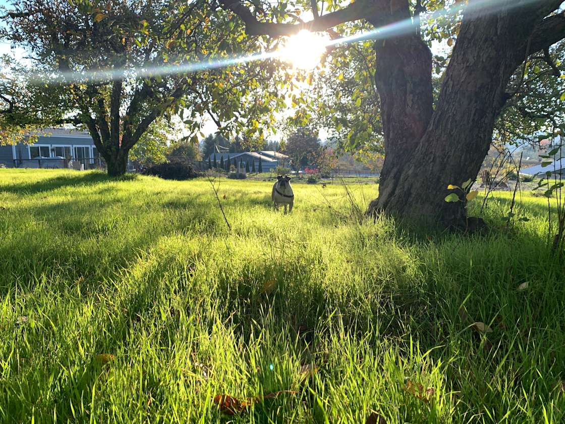 RV @ Spoiled Rotten Ranch - Hipcamp in Sebastopol, California