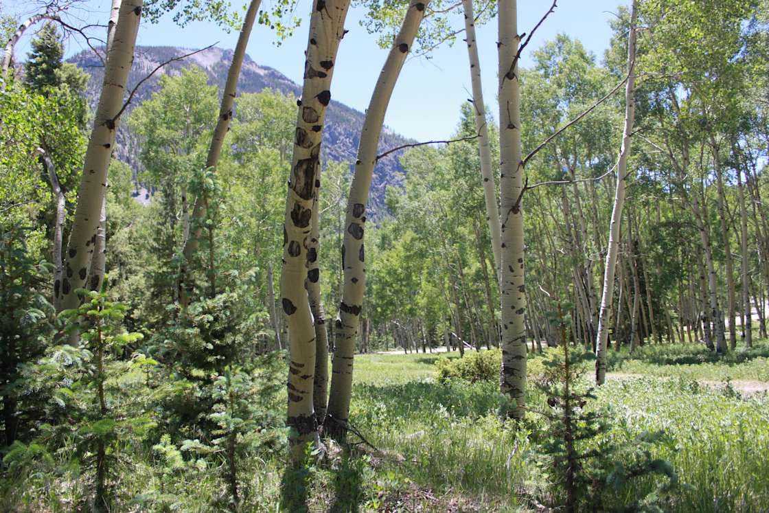 Barbara L.’s Land - Hipcamp in Gerrard, Colorado