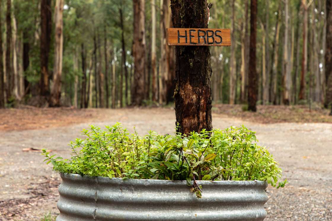 The Local-Bendoc Camping ground - Hipcamp in , Victoria