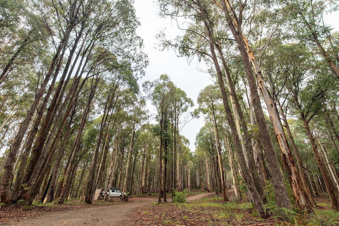 The Local-Bendoc Camping ground - Hipcamp in , Victoria