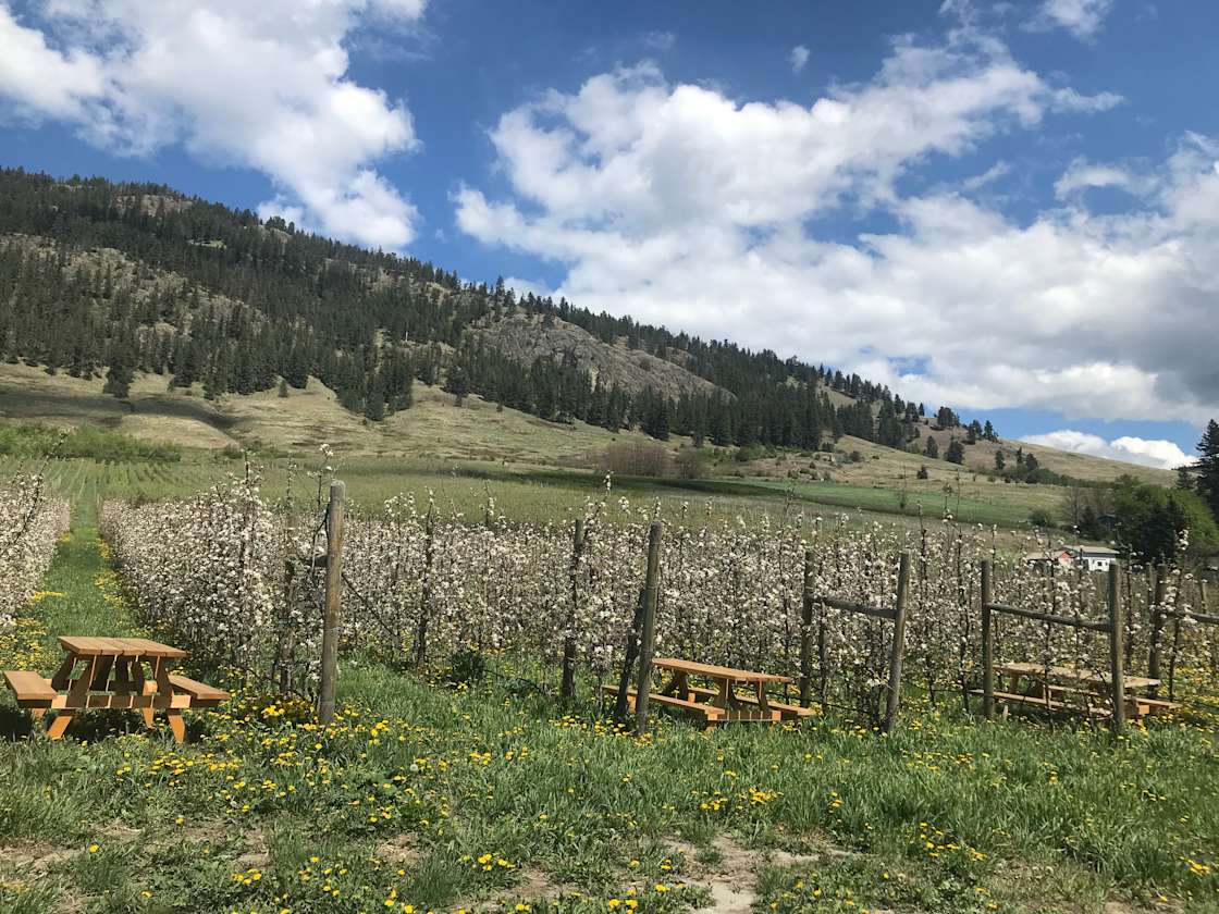 Cidery & Apple Orchard - Hipcamp in Lavington, British Columbia