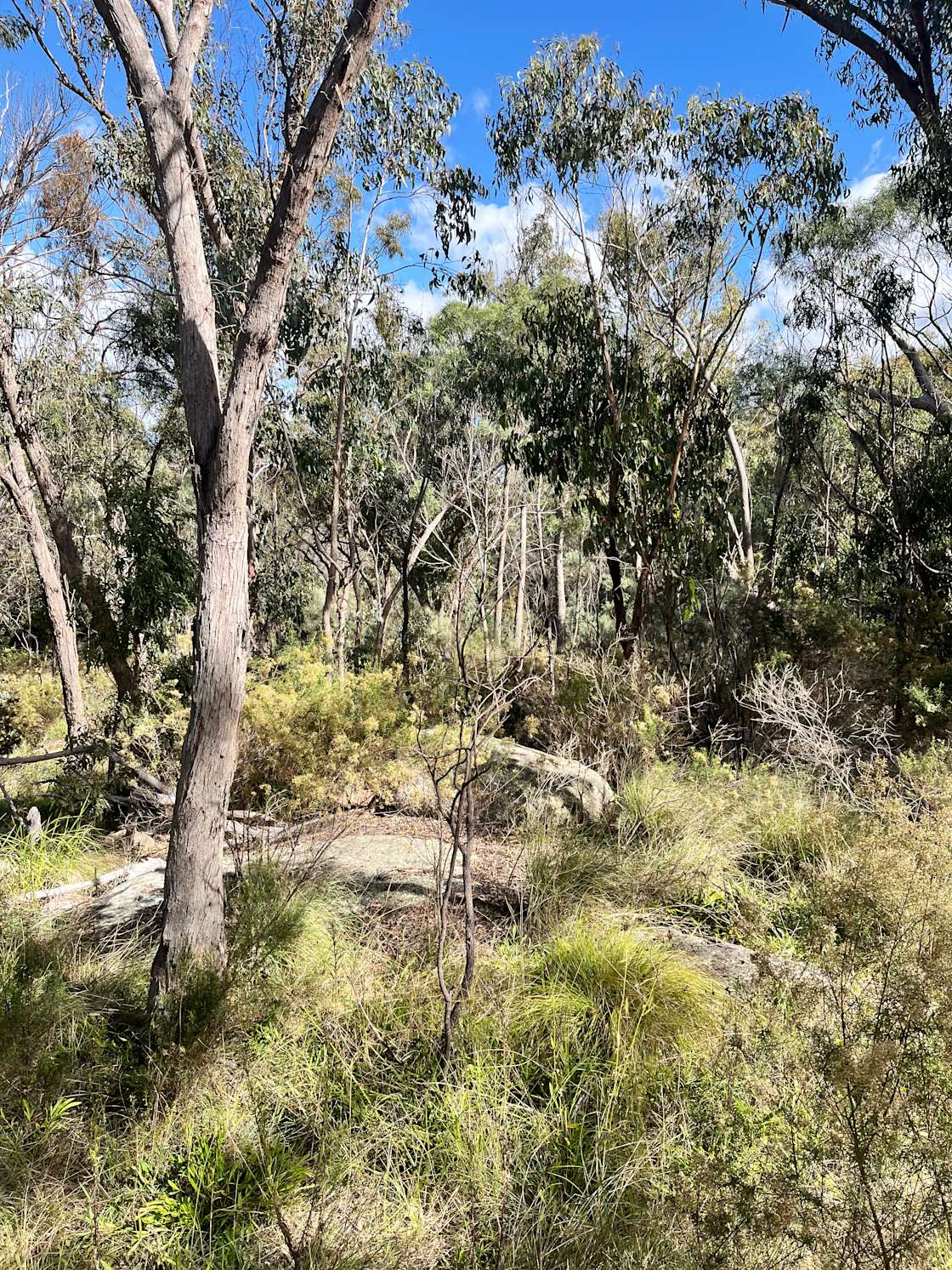 Stanthorpe Bush Block - Hipcamp in Stanthorpe, Queensland