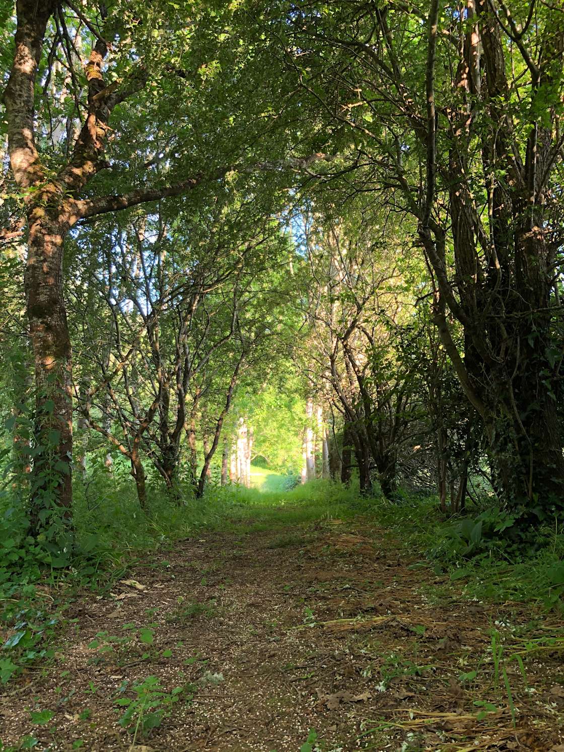 Little Harford Lower Woodland - Hipcamp in , England